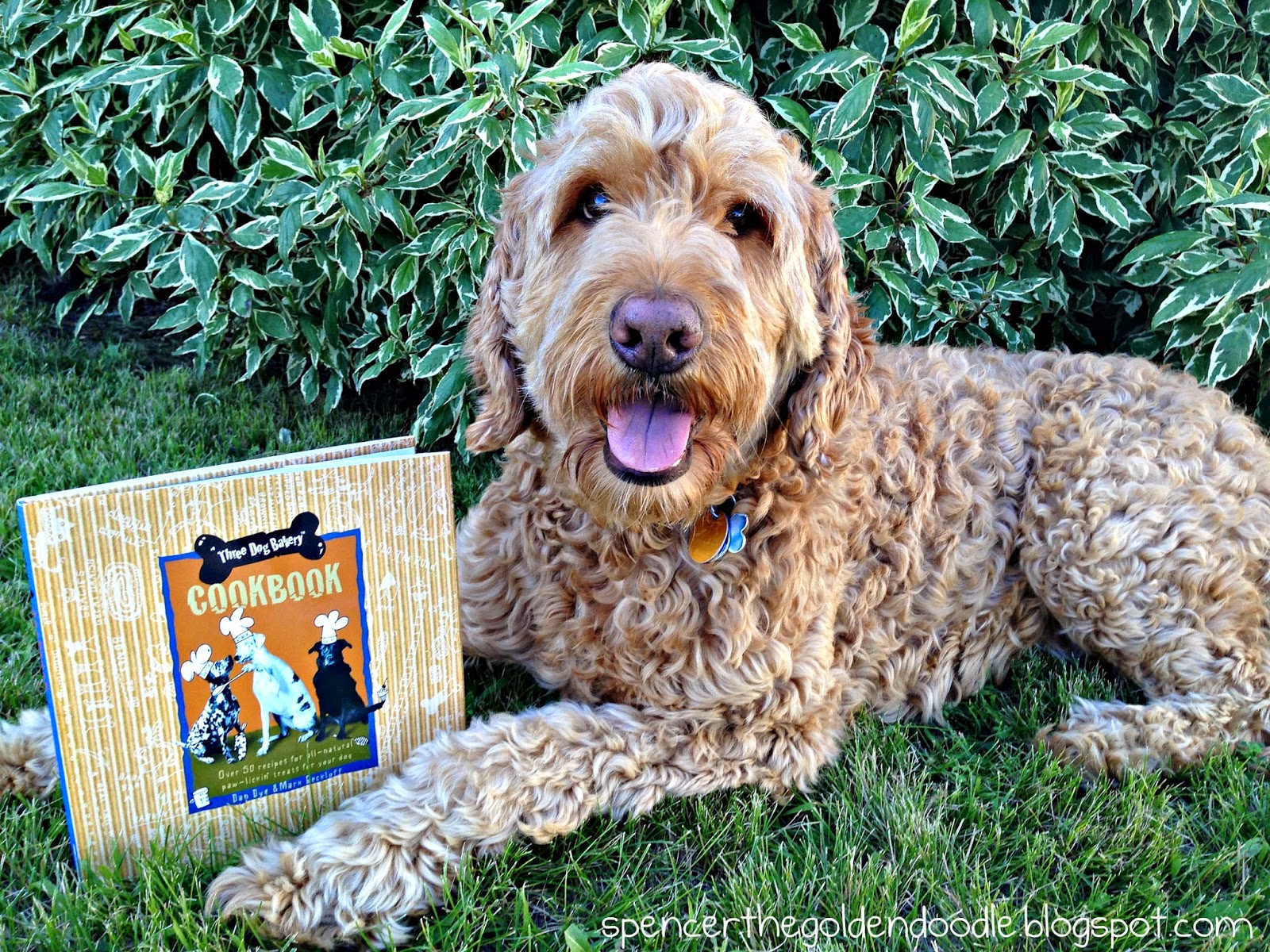 Spencer the Goldendoodle: Tasty Tuesday: Three Dog Bakery Cookbook